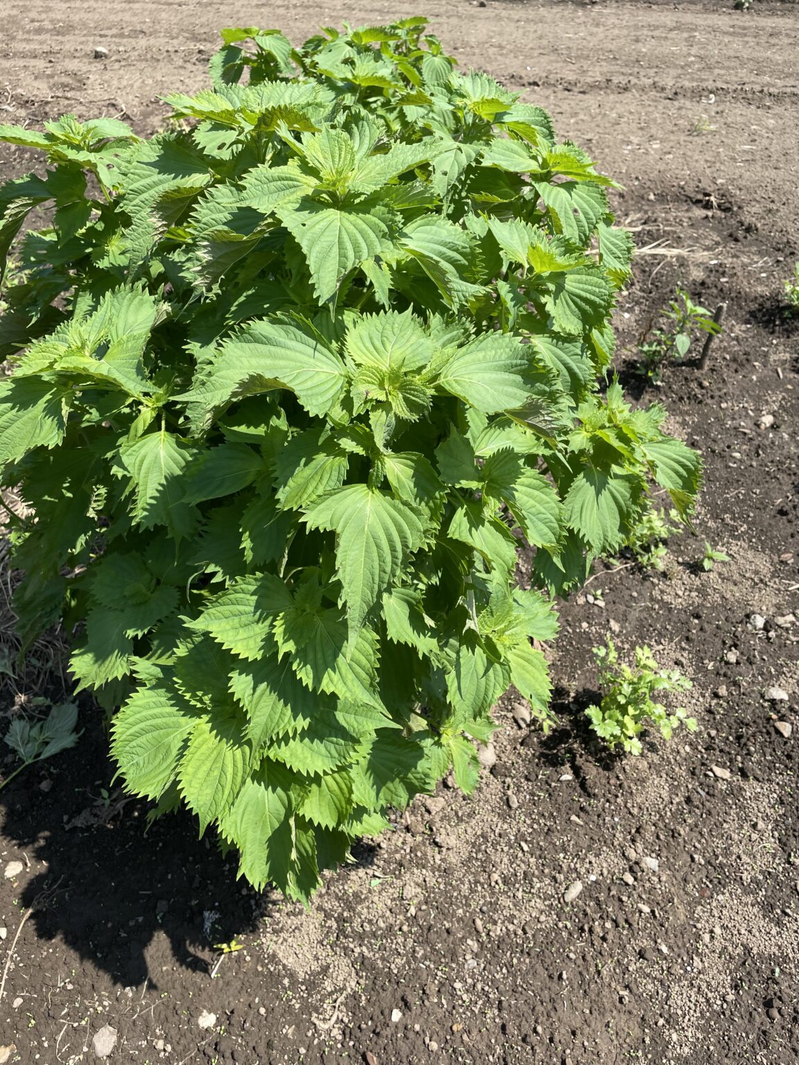 ようこそ！アグリコ ファームへ – Agrico Farm